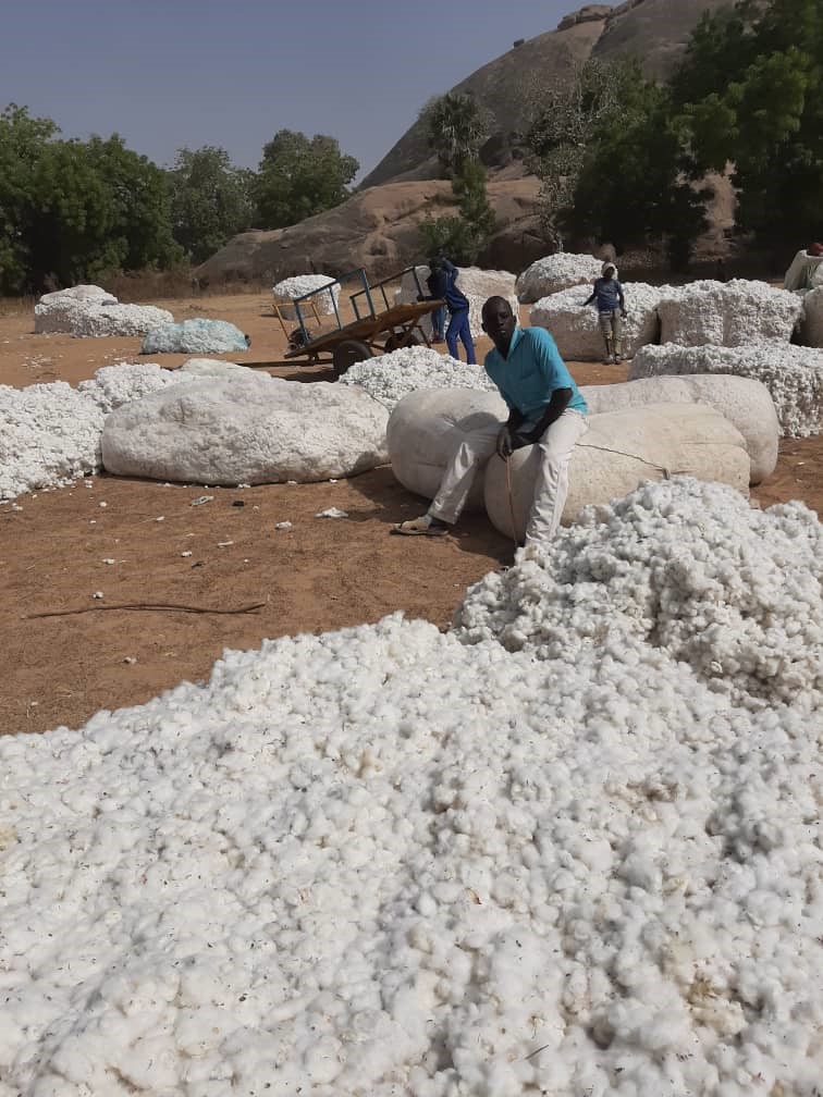 Récolte coton au Cameroun | Fondation Geocoton